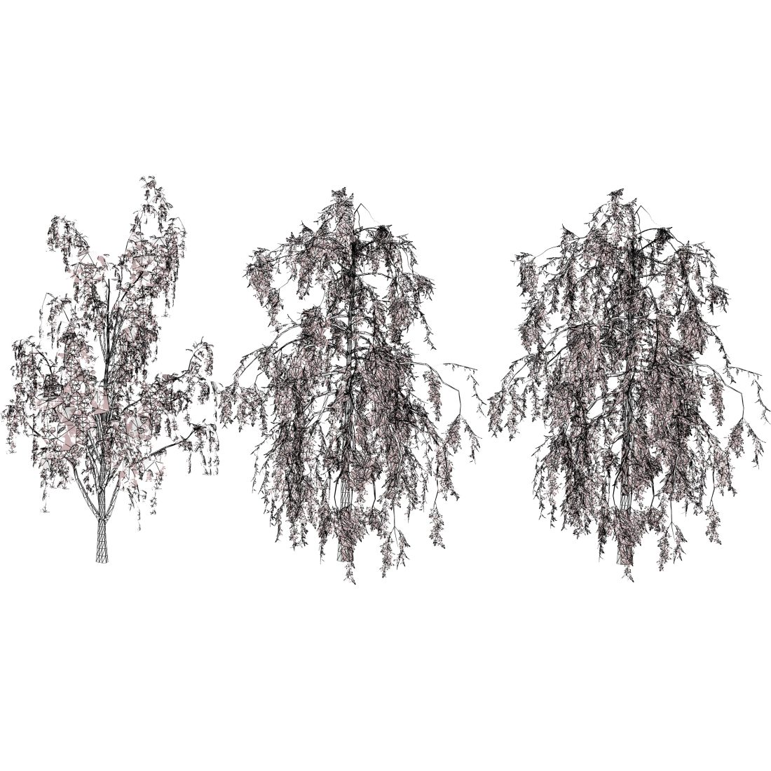 British Weeping Birch 3d Model Pack 3D Model for VRay, Corona | CGMood