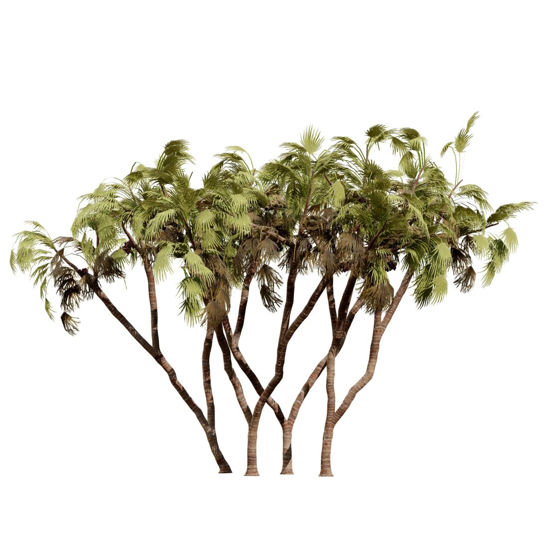 South African Doum Palm 3d Model Pack - 3D Model for VRay, Corona