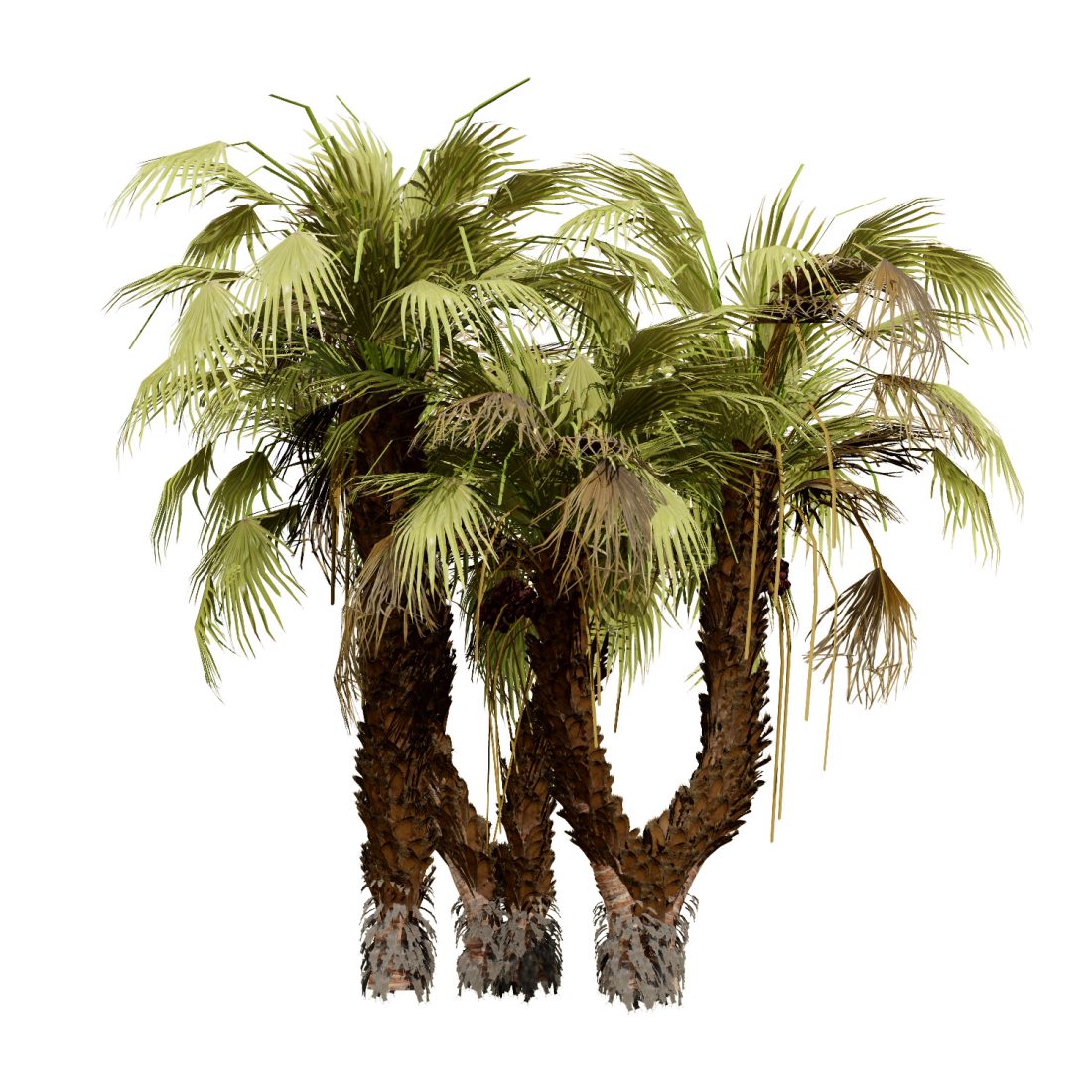 South African Doum Palm 3d Model Pack - 3D Model for VRay, Corona