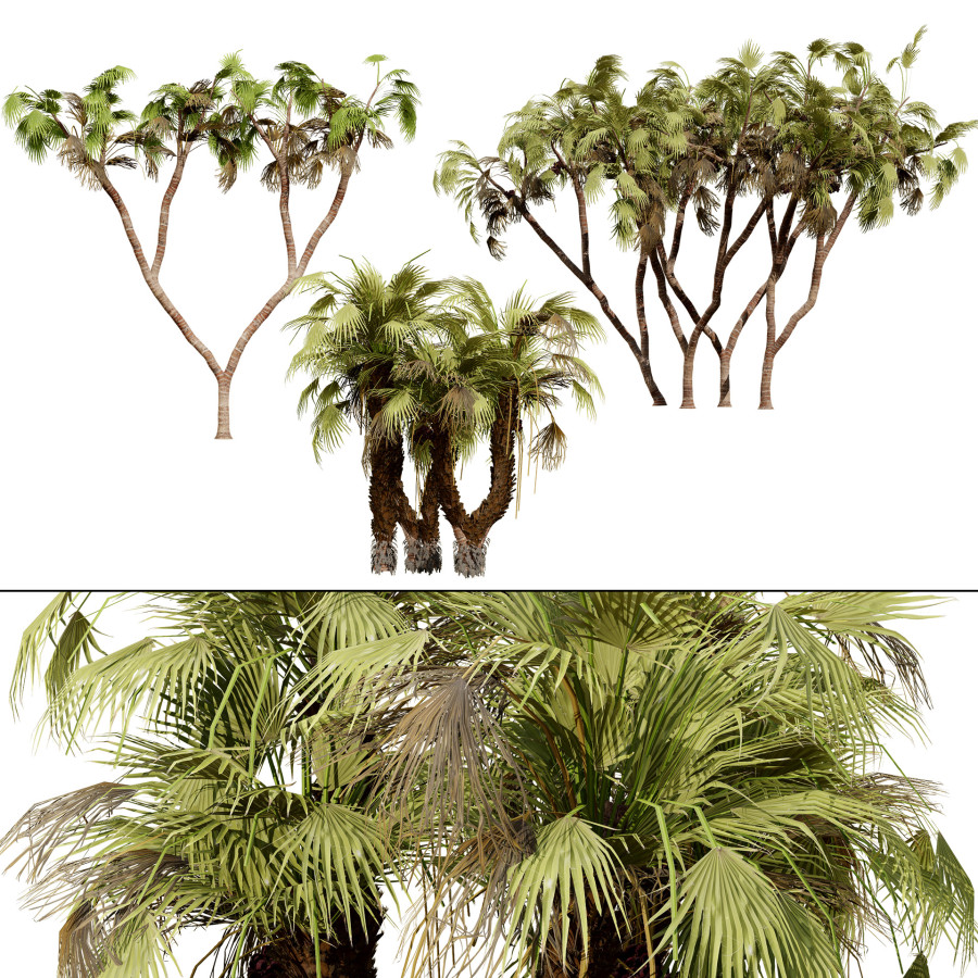 South African Doum Palm 3d Model Pack - 3D Model for VRay, Corona