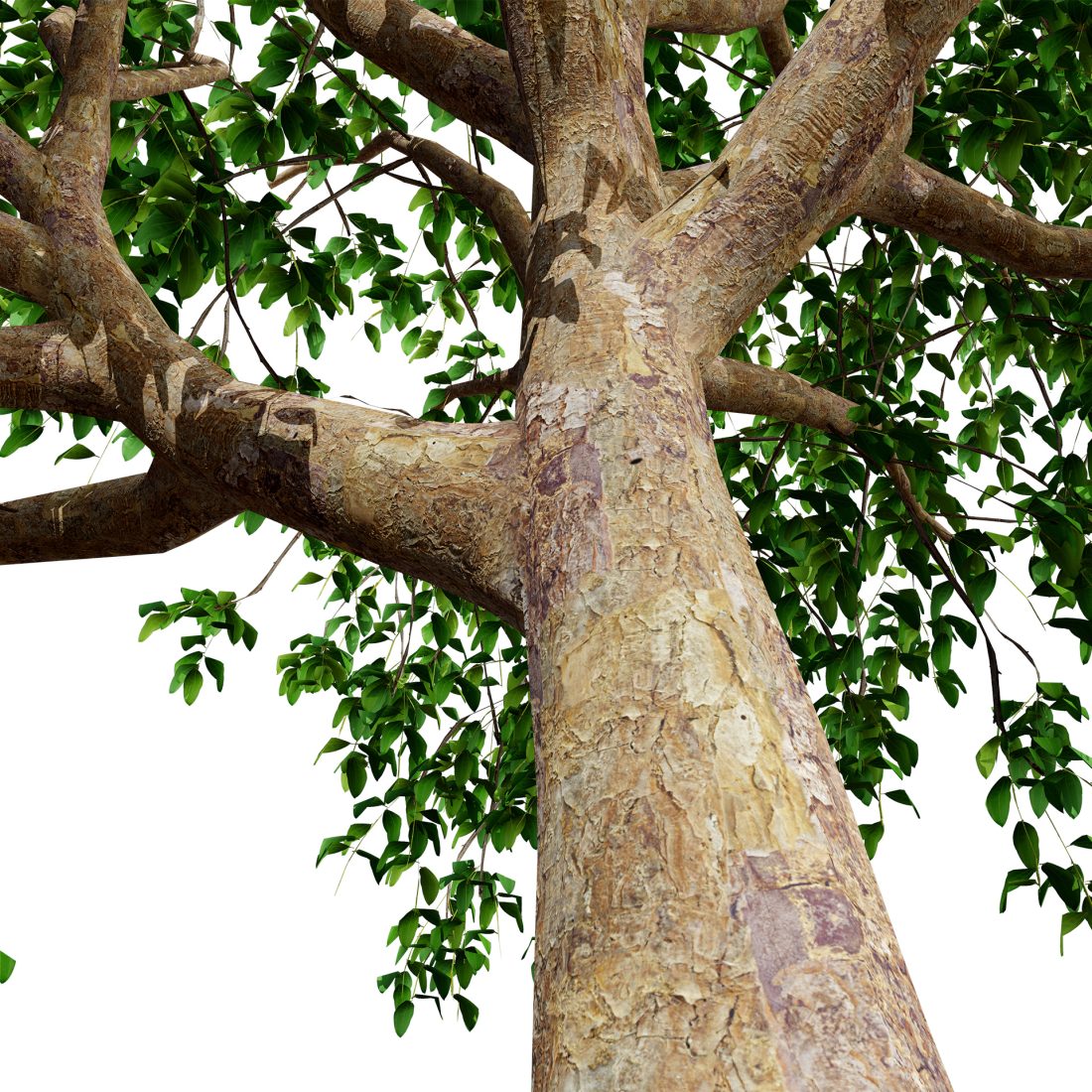 Cinnamon Ceylon Tree 3d Model - 3D Model for VRay, Corona
