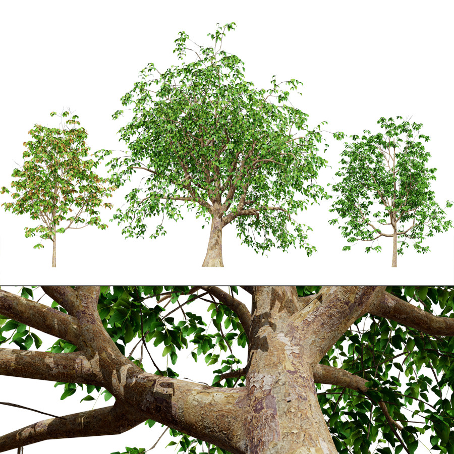 Cinnamon Ceylon Tree 3d Model - 3D Model for VRay, Corona