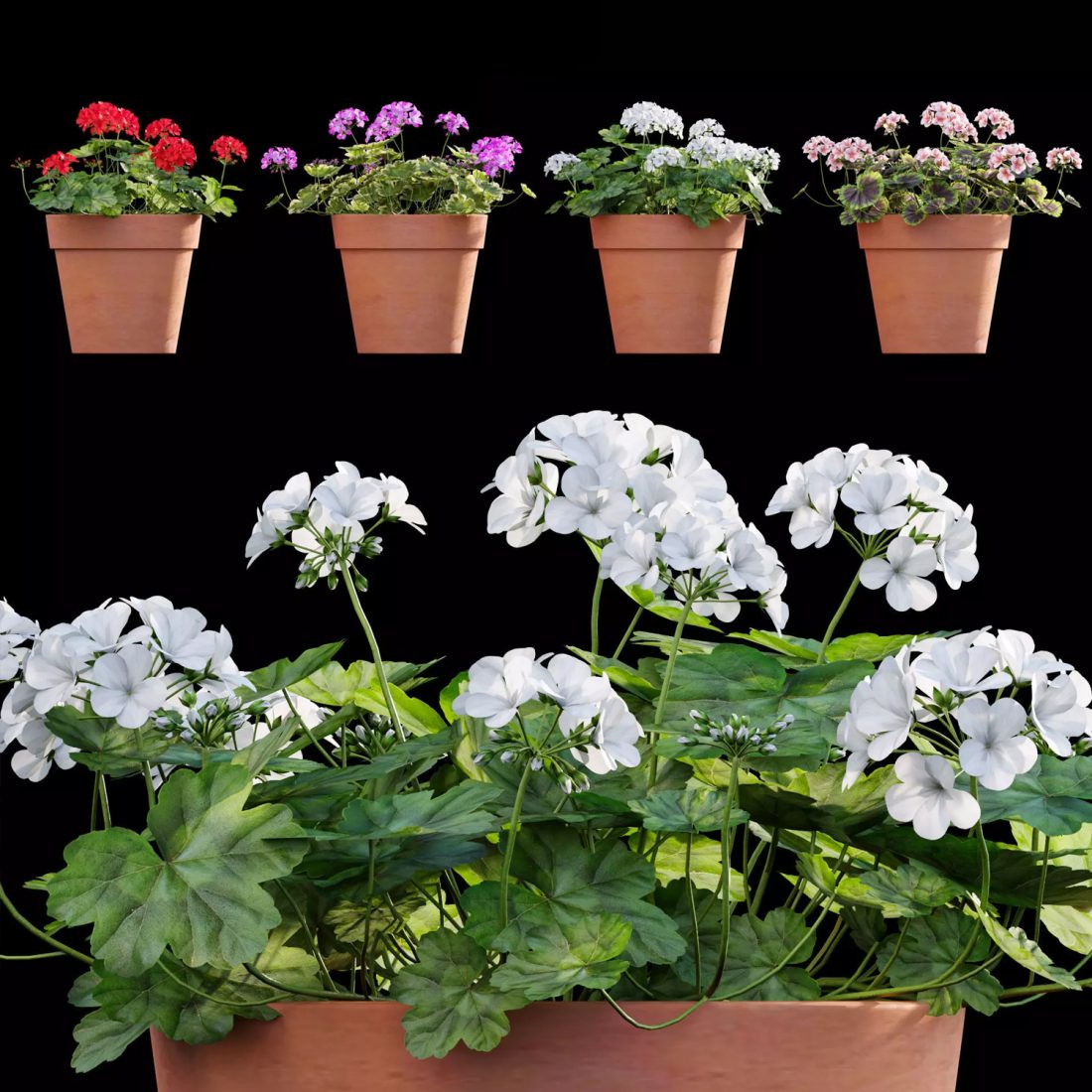 Pelargonium - Geranium 01 3D Model for VRay, Corona | CGMood