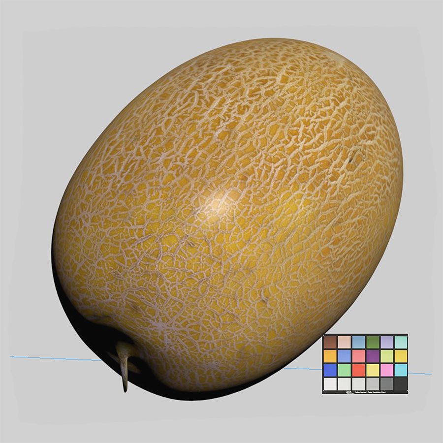 Melon 3D Model for Corona | CGMood
