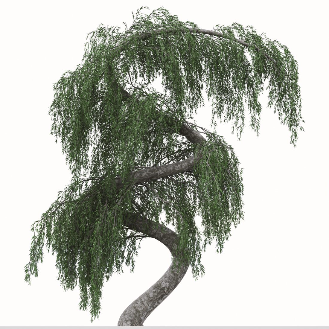 Set Of Larix Kaempferi Pendula Tree ( Lärche ) - 3D Model for VRay, VRay