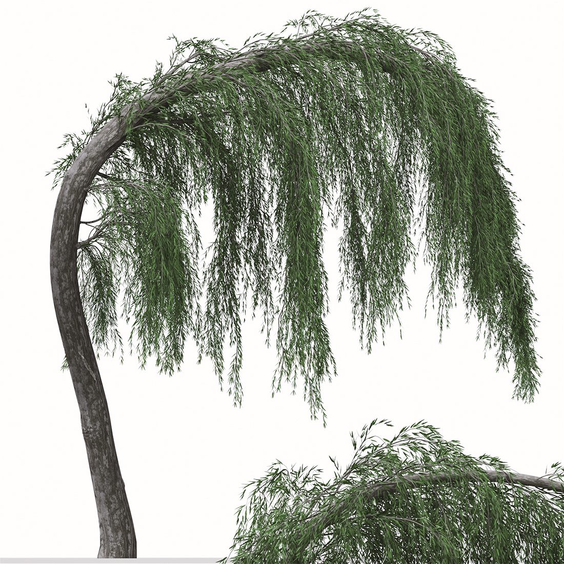 Set Of Larix Kaempferi Pendula Tree ( Lärche ) - 3D Model for VRay, VRay