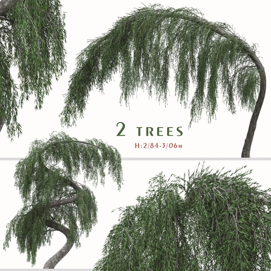 Set Of Larix Kaempferi Pendula Tree ( Lärche ) - 3D Model for VRay, VRay