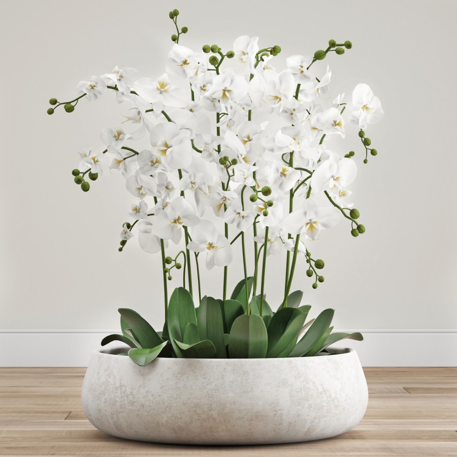 Orchid Arrangement - 3D Model for VRay