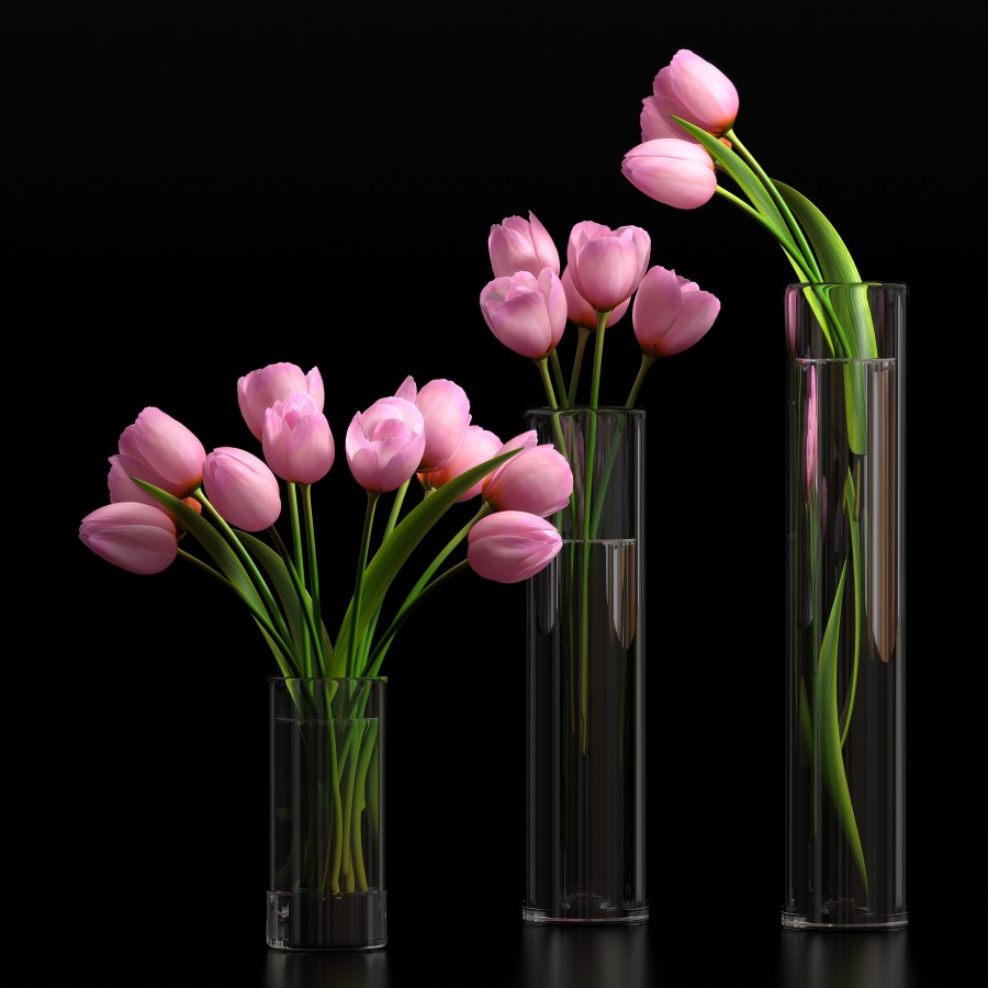 Tulip 5 - 3D Model for VRay