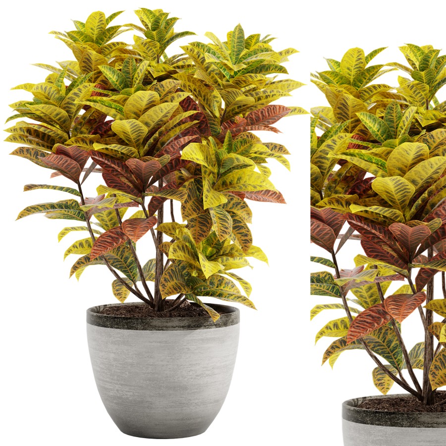 Croton Plants - 03 - 3D Model for Corona