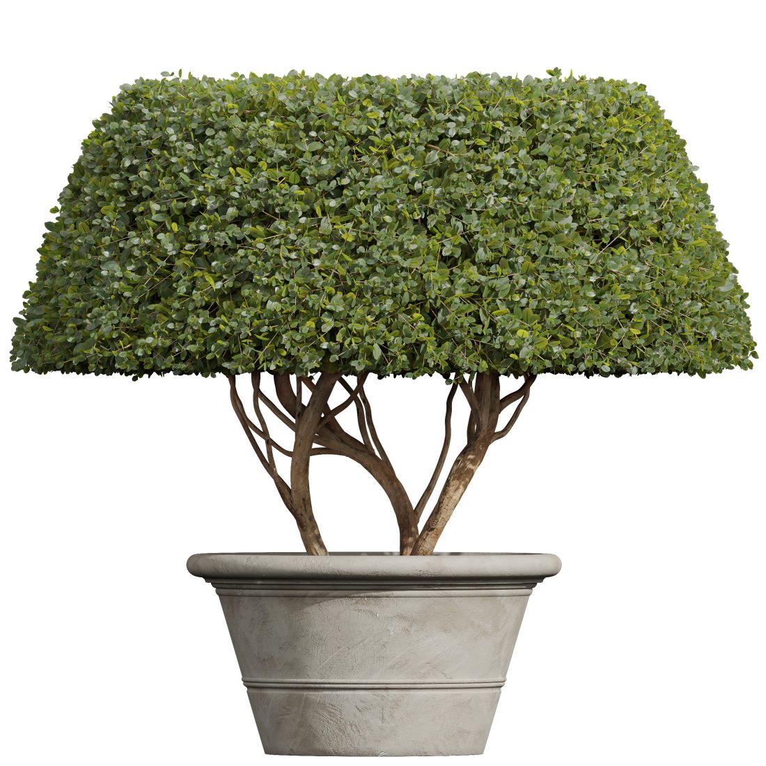 Ficus Concinna Bonsai Pruned14 - 3D Model for VRay, Corona