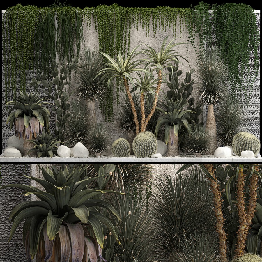 Collection Of Tropical Desert Plants From Cactus - 3D Model for VRay