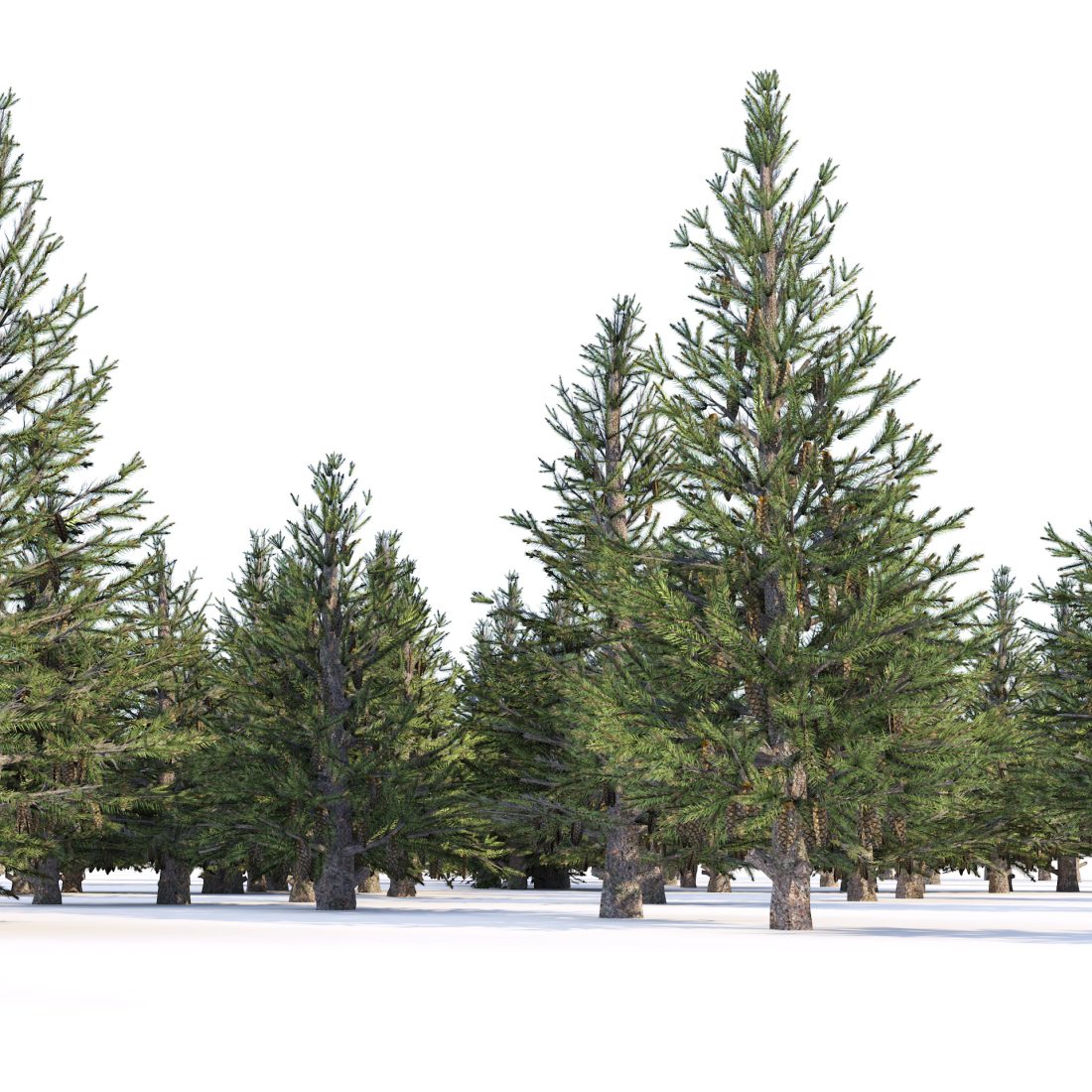 Norway Spruce Forest Trees 3D Model for VRay, Corona | CGMood
