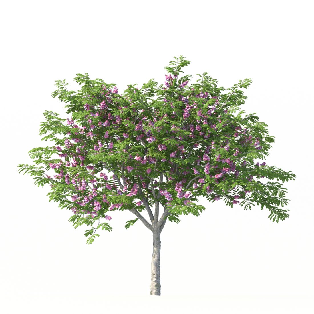 Cassia Javanica Tree No 1 With Pink Flowers - 3D Model for VRay, Corona