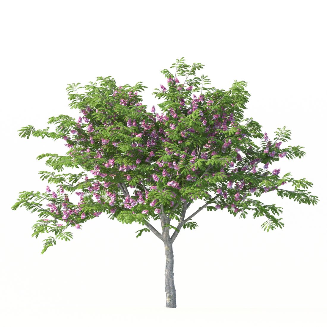 Cassia Javanica Tree No 1 With Pink Flowers - 3D Model for VRay, Corona