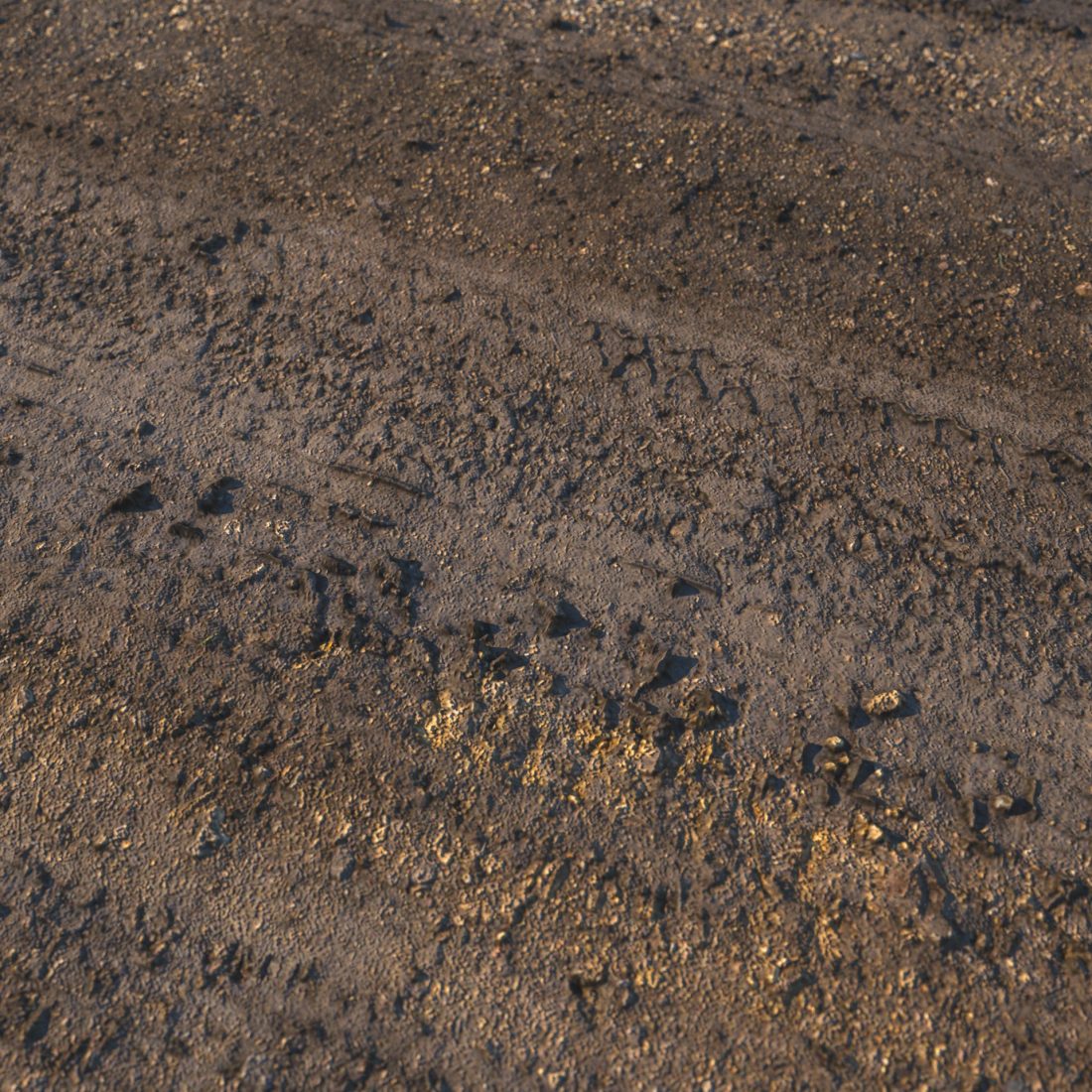 16k Forest Road Material 08 - 20 Meters - 3D Model for VRay, Corona