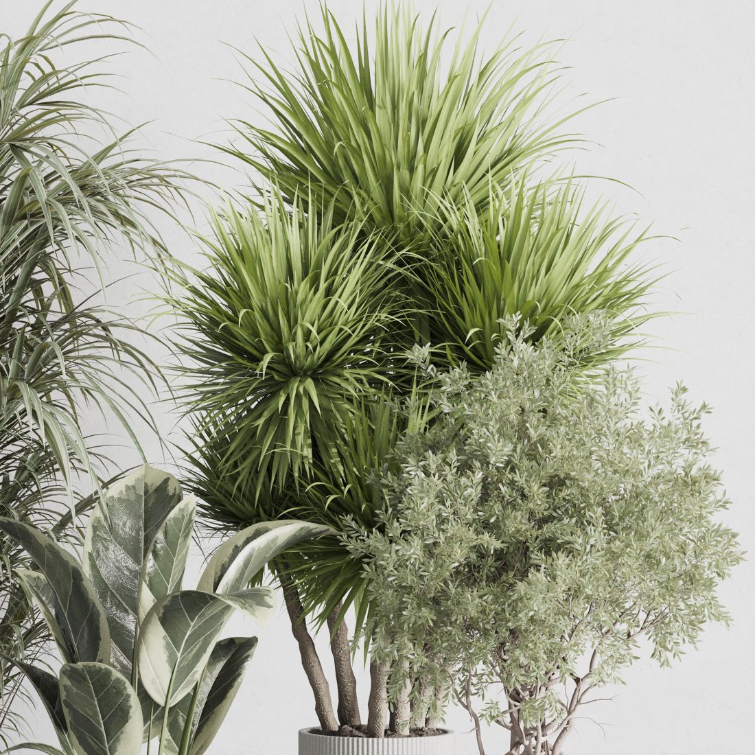 Indoor Plant Set 418 Plant Ficus Rubbery Tree Palm - 3D Model for VRay ...