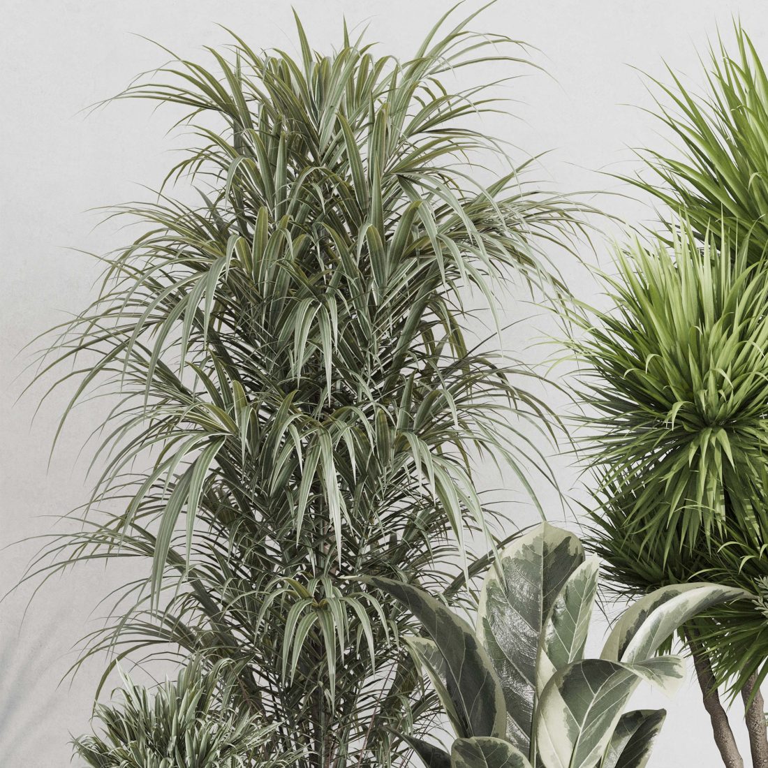Indoor Plant Set 418 Plant Ficus Rubbery Tree Palm - 3D Model for VRay ...