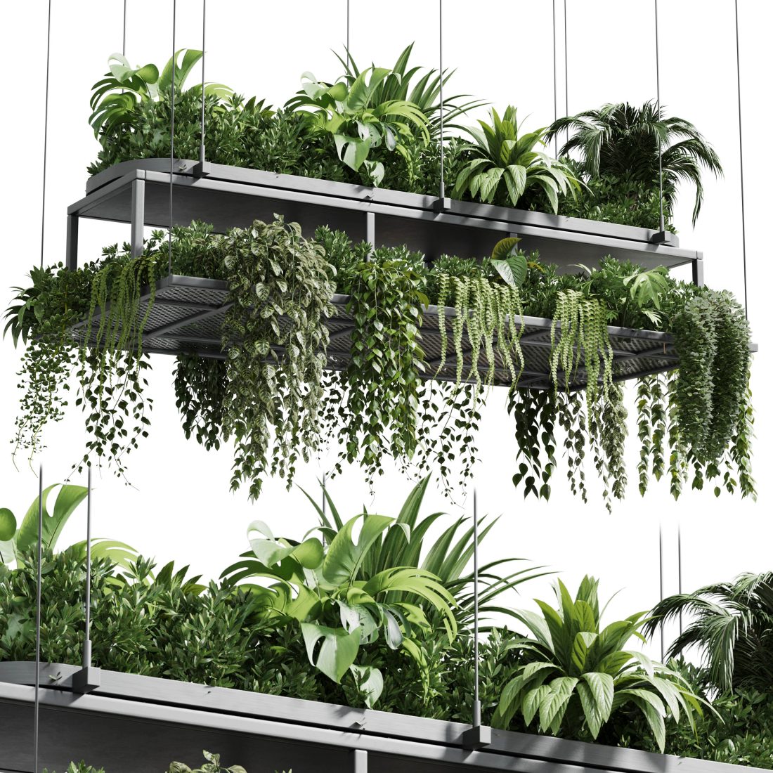 Hanging Plants - Indoor Plant 420 - 3D Model for VRay, Corona