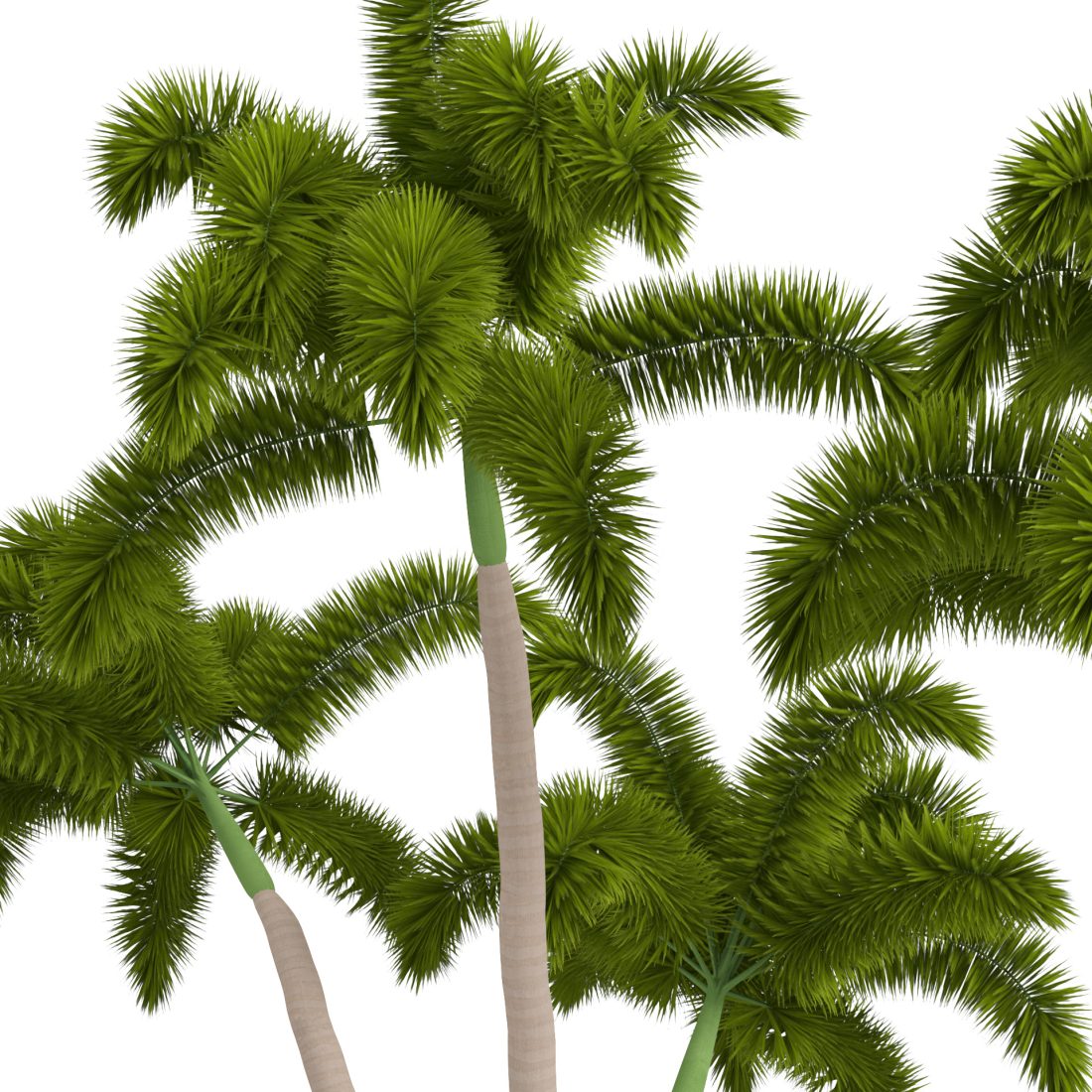 Tropical Foxtail Palm Trees 3D Model for VRay, Corona | CGMood