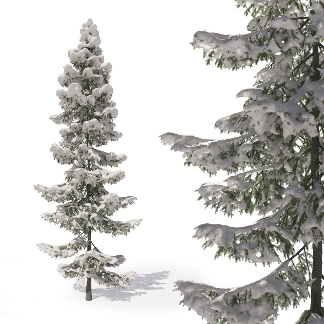 Winter Fir 02 3D Model for Corona | CGMood