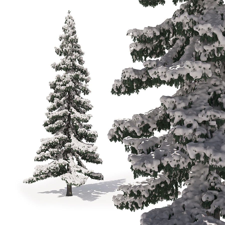 Winter Fir 03 - 3D Model for Corona