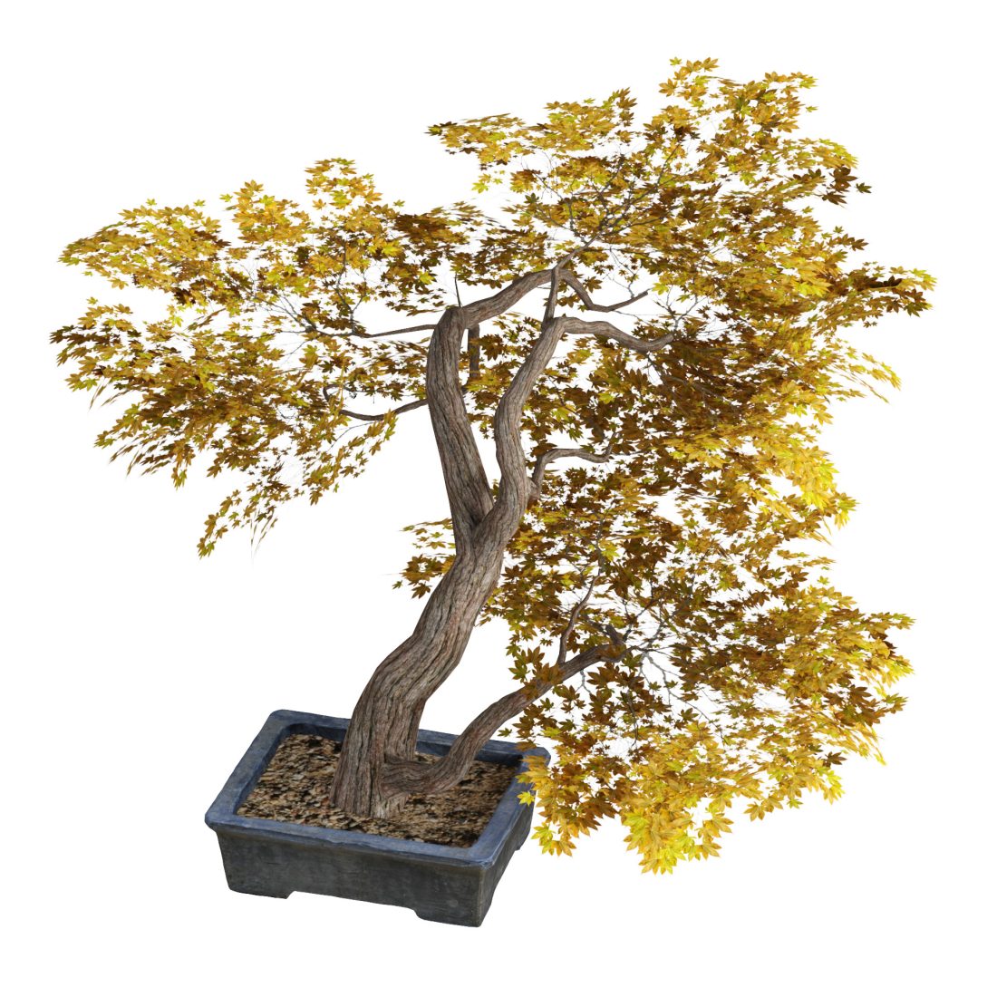 Japanese Bonsai Tree - 3D Model for VRay, Corona