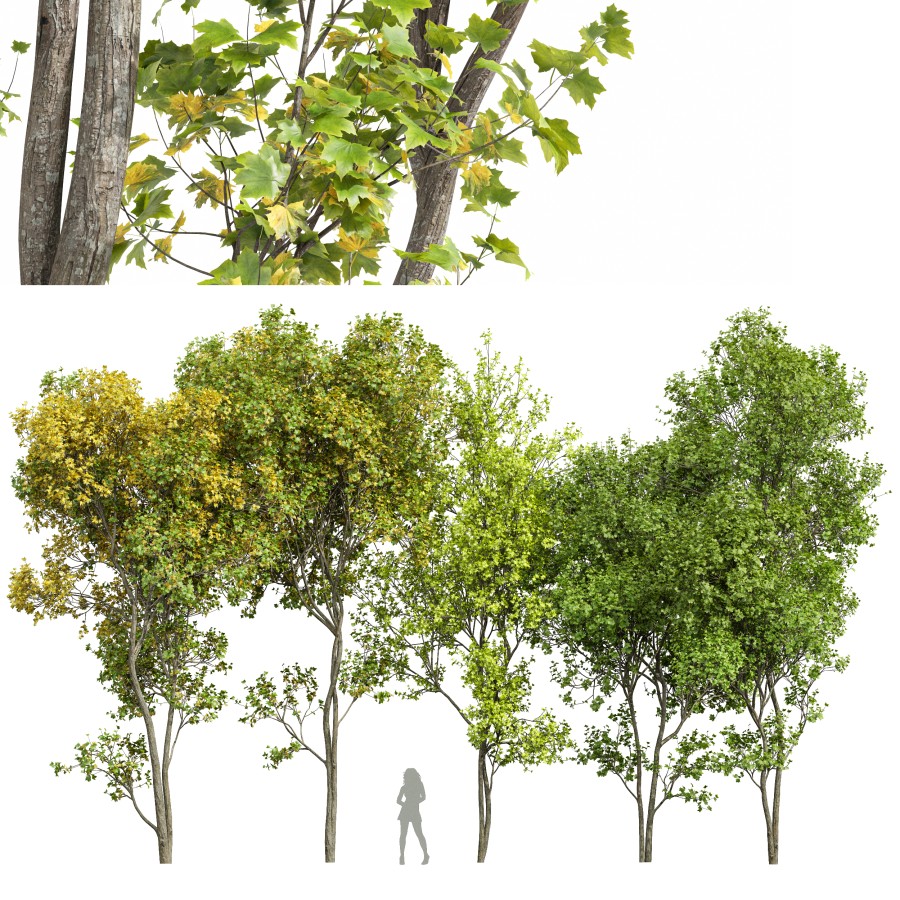 Saccharinum Tree 3D Model for VRay, Corona | CGMood