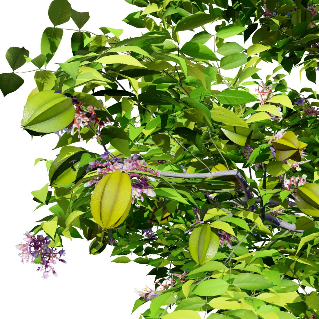 Realistic Starfruit Tree Model - 3D Model for VRay, Corona