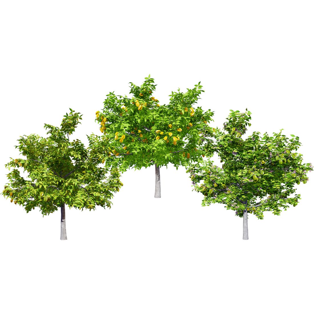 Realistic Starfruit Tree Model - 3D Model for VRay, Corona