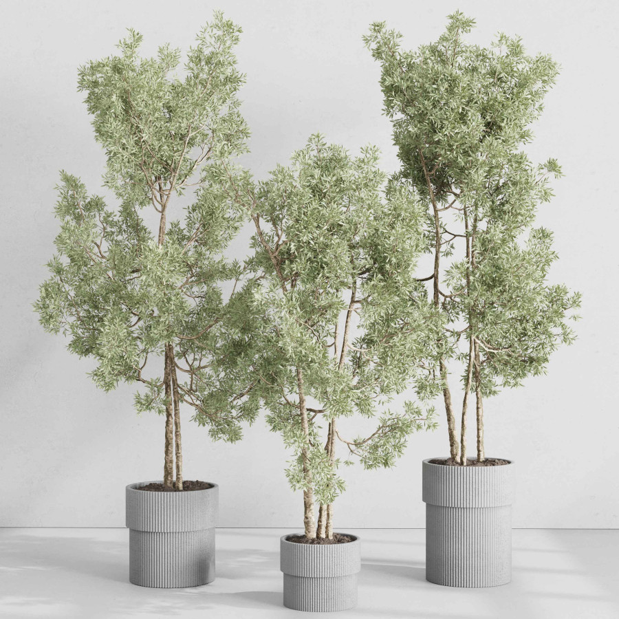 Tree In A Concrete Vase - Indoor Plants 531 3D Model for VRay, Corona ...