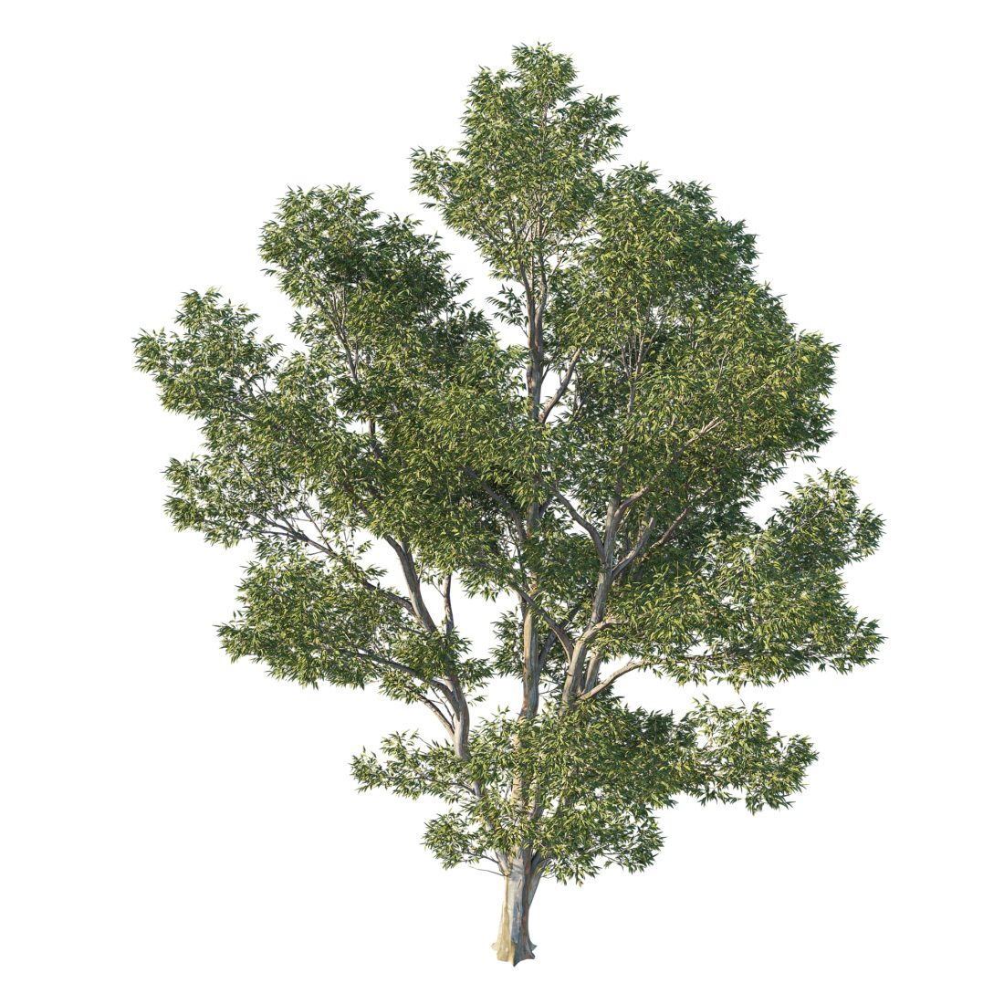 Eucalyptus Pauciflora Tree 02 - 3D Model for Corona