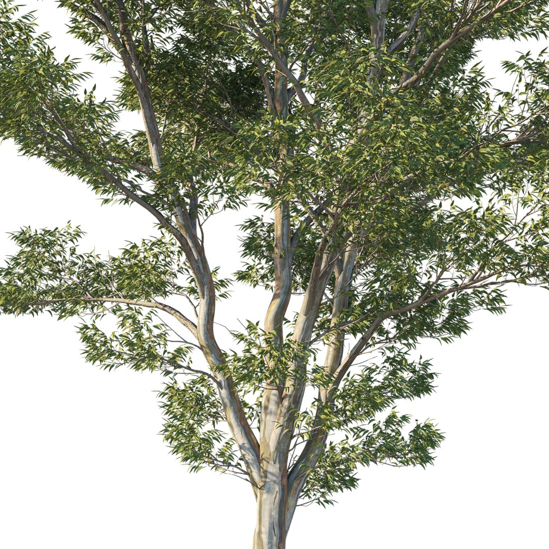 Eucalyptus Pauciflora Tree 02 - 3D Model for Corona