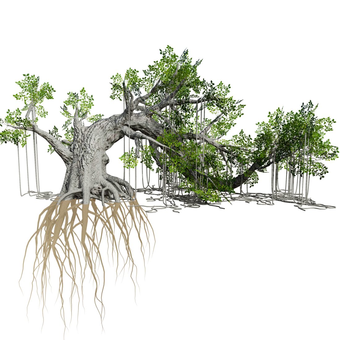 Rigged Jungle Tree 3d Model 3D Model for VRay, Corona | CGMood