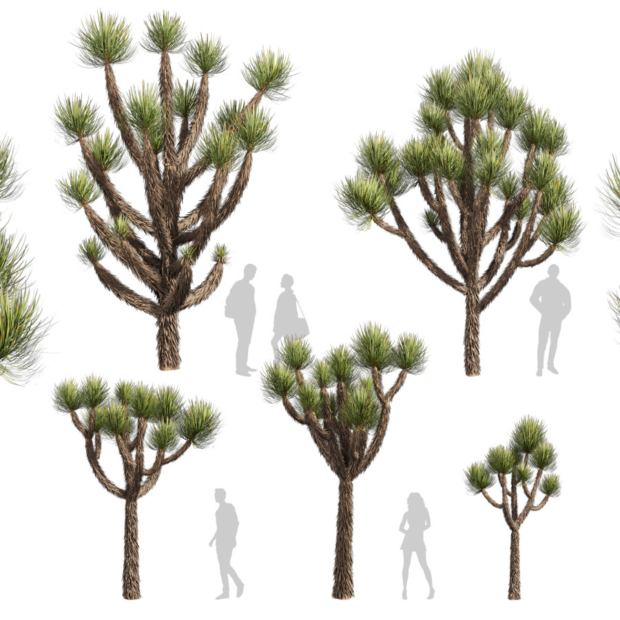 Collection Plant Vol 592 - Yucca - Brevifolia - 3D Model for