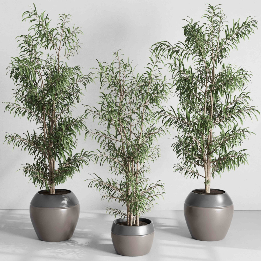 Tree Plant In A Ceramic Vase - Indoor Plant Set 53 - 3D Model for VRay ...