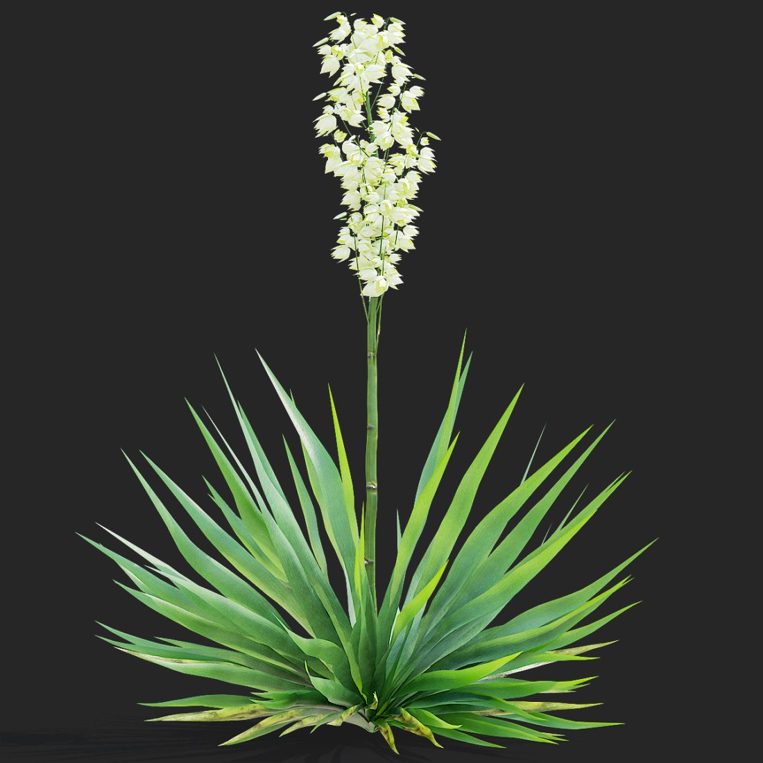 Yucca Filamentosa 3D Model for FStorm, VRay, Corona | CGMood