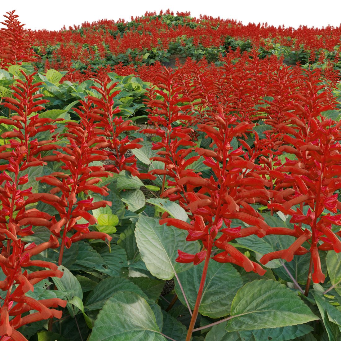 Salvia Splendens - Scarlet Sage - 3D Model for VRay