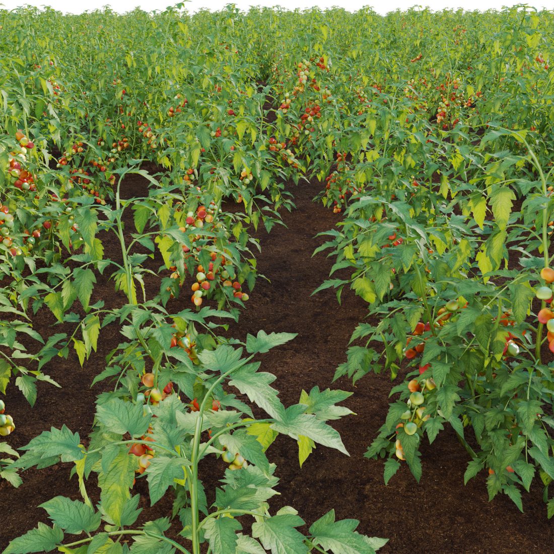 Solanum Lycopersicum - Tomato Tree 3D Model for VRay | CGMood