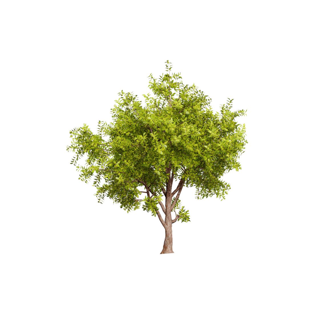 High-quality Neem Tree Model - 3D Model for VRay, Corona