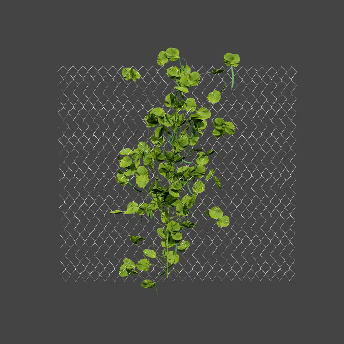 Realistic 3d Bean Plant Collection - 3D Model for VRay, Corona