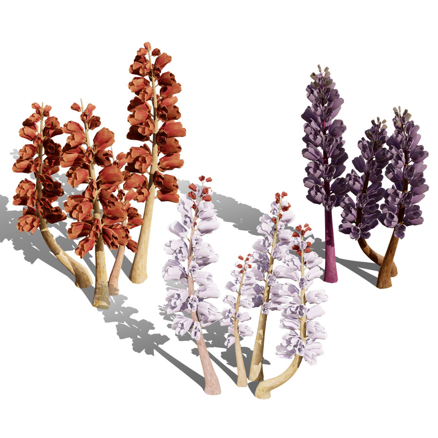 British Thyme Broomrape 3d Model - 3D Model for VRay, Corona
