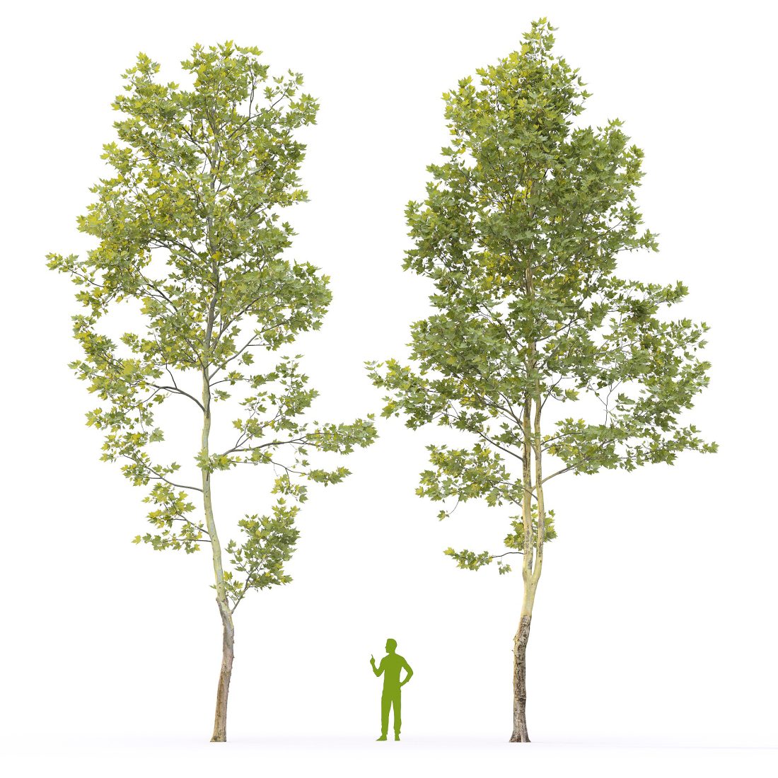 Plane-tree Sycamore Platanus #25 - 3D Model for Corona