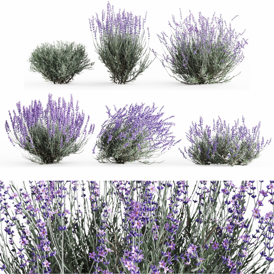 Lavender Bush Set (6 Unique Forms) - 3D Model for Corona