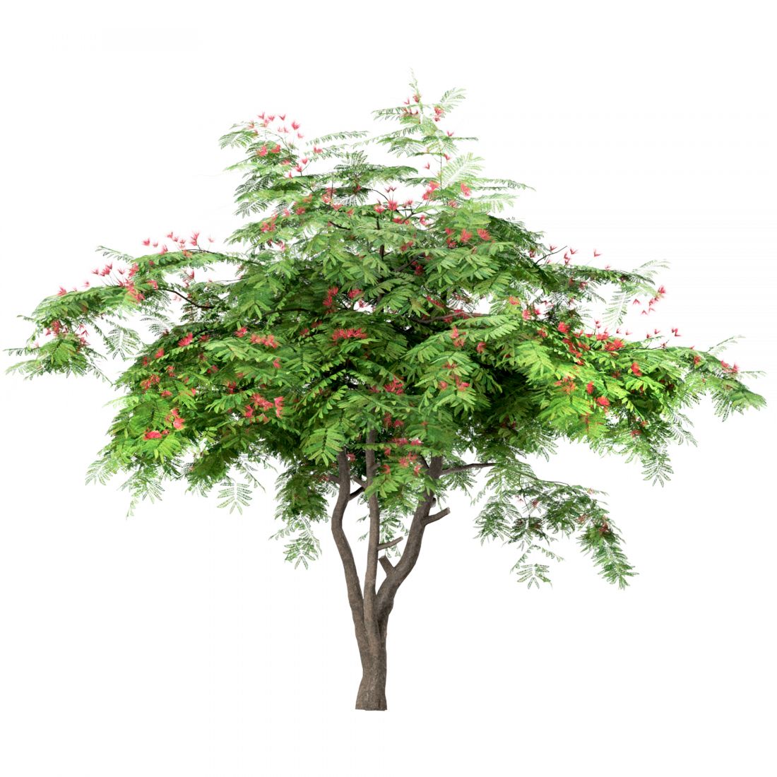 Set Of Trees (red Maple, Magnolia & Persian Silk ) - 3D Model for VRay