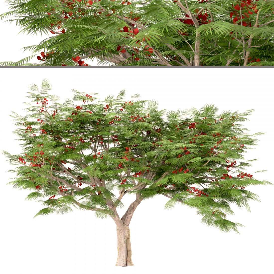 Set Of Flamboyant Trees (royal Poinciana) (3 Trees 3D Model for VRay ...