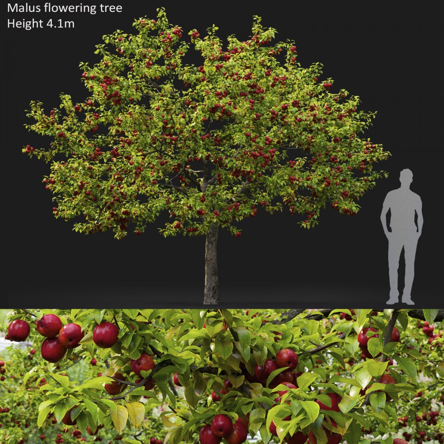 Malus Fruit Tree #2 - 3D Model for VRay, Corona
