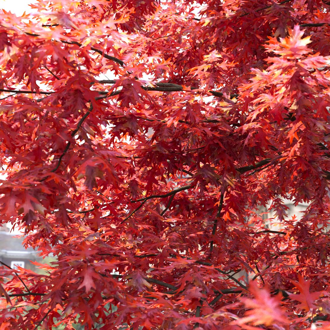 Quercus Rubra 3D Model for VRay, Corona | CGMood