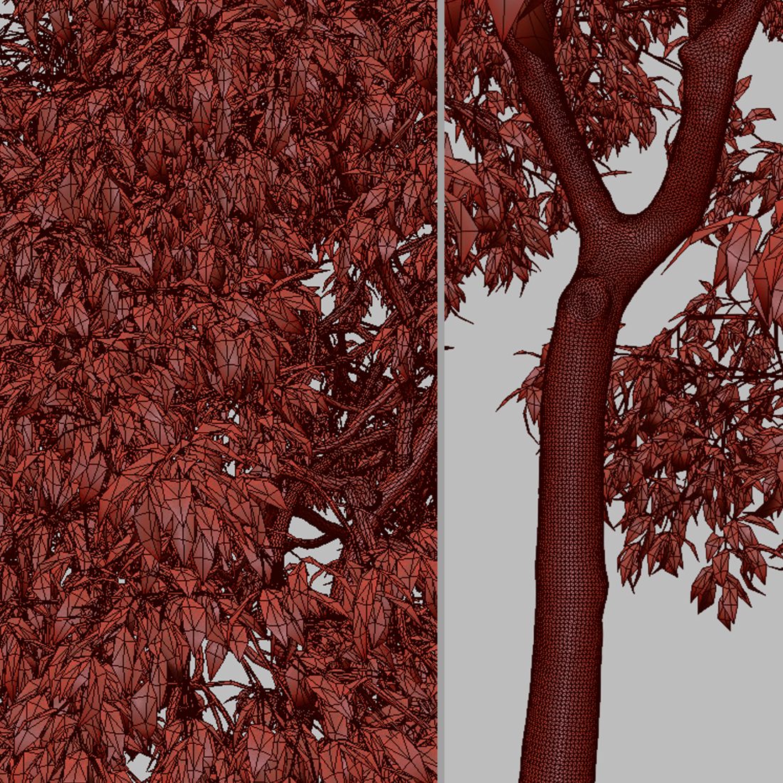 Set Of Magnolia Champaca Tree ( Champak ) 3D Model for VRay, VRay | CGMood