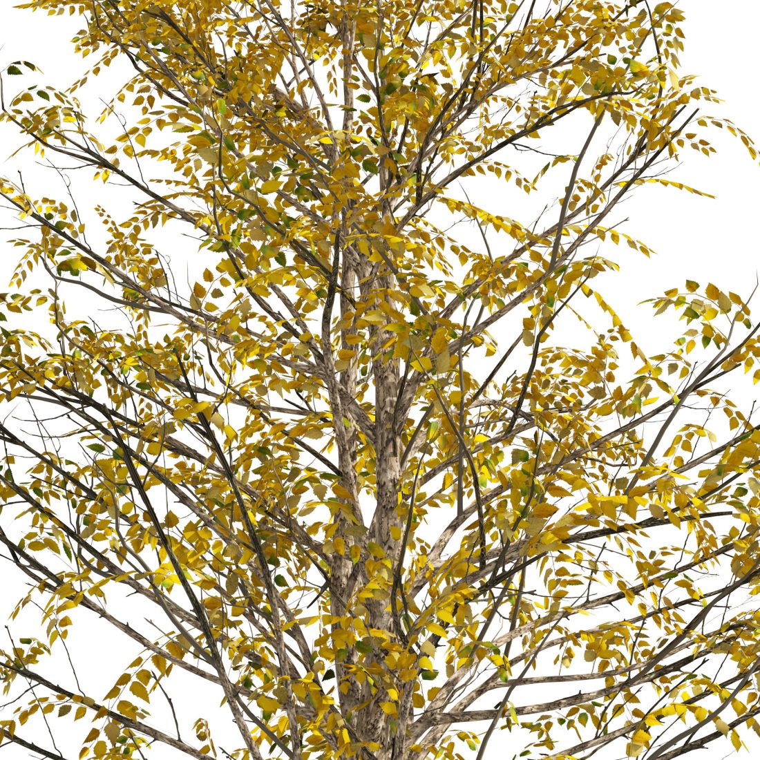 Fall Water Birch Trees - 3D Model for VRay, Corona